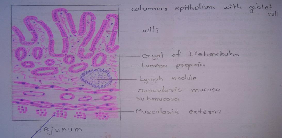 Digestive Viscera (Systemic Histology 2) - Emedicodiary
