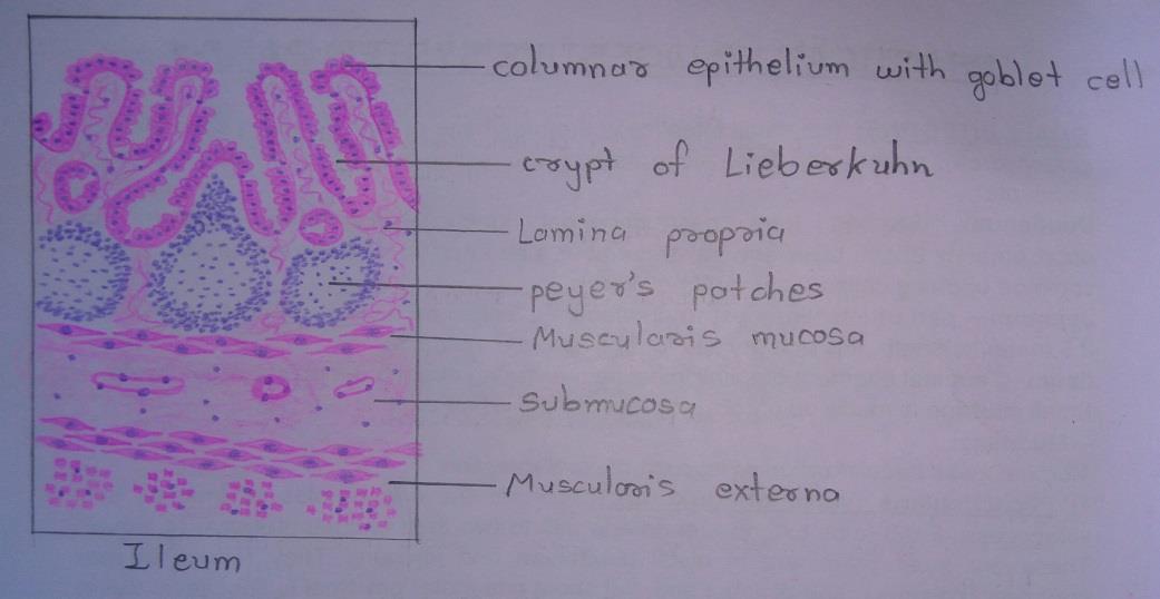 Digestive Viscera (Systemic Histology 2) - Emedicodiary