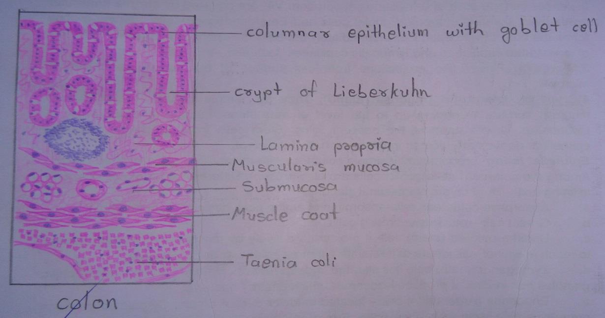 Digestive Viscera (Systemic Histology 2) - Emedicodiary