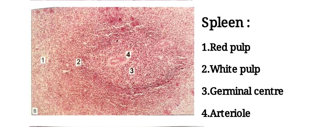 Digestive Viscera (Systemic Histology 2) - Emedicodiary