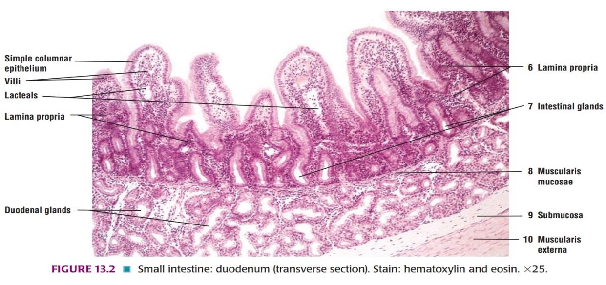 Digestive Viscera (Systemic Histology 2) - Emedicodiary