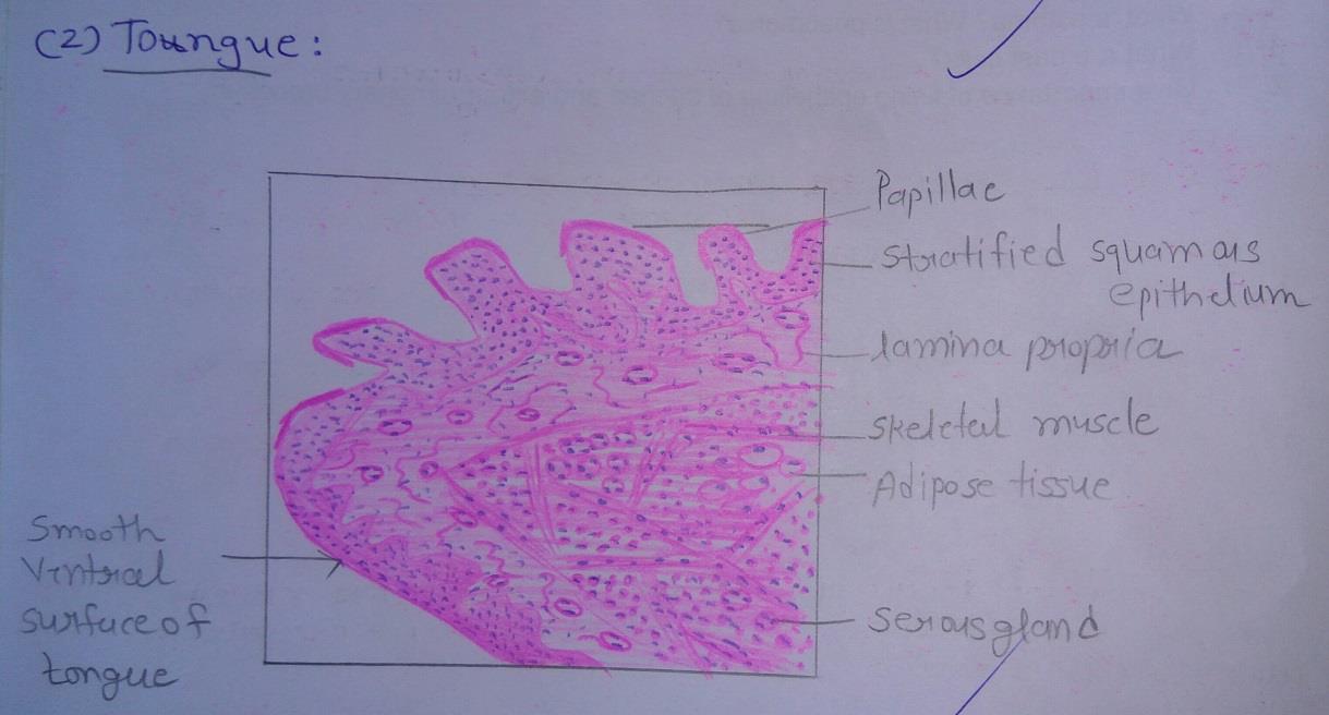 Appendix Histology Diagram