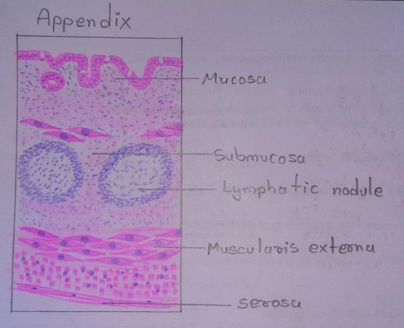 Appendix Histology Diagram