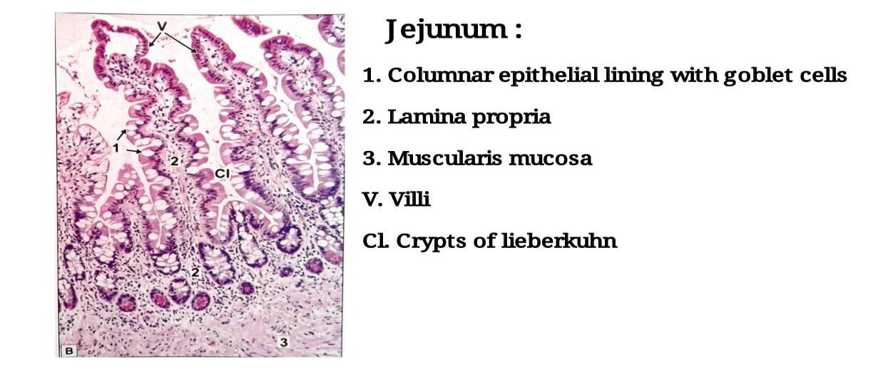 Digestive Viscera (Systemic Histology 2) - Emedicodiary